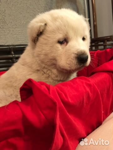 Продаю щенков алабай