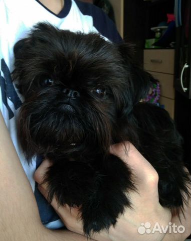 Бельгийский гриффон кобель