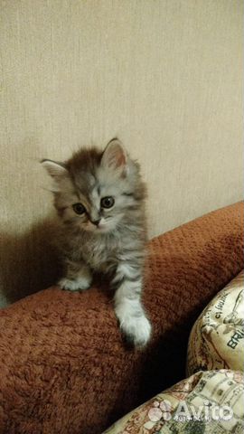 Шотландский котёнок