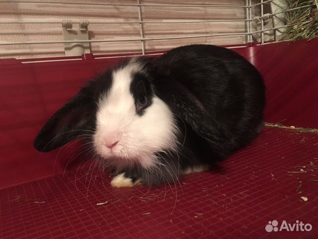 Кролик девочка 6 мес. Карликовая