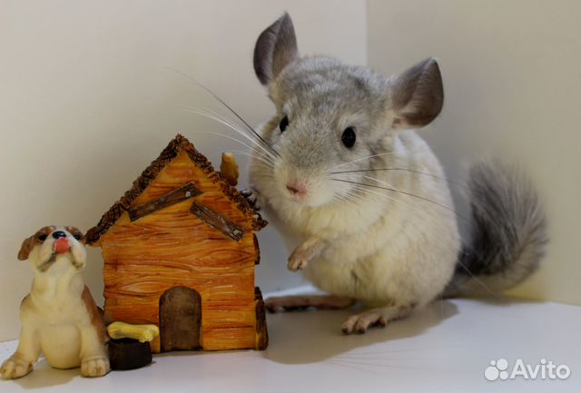 Шиншилла Белая мозаика девочка