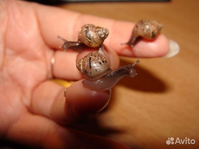 Улитята ахатин