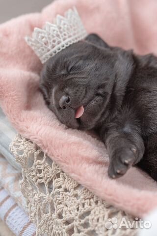 Лабрадор чёрная Королева