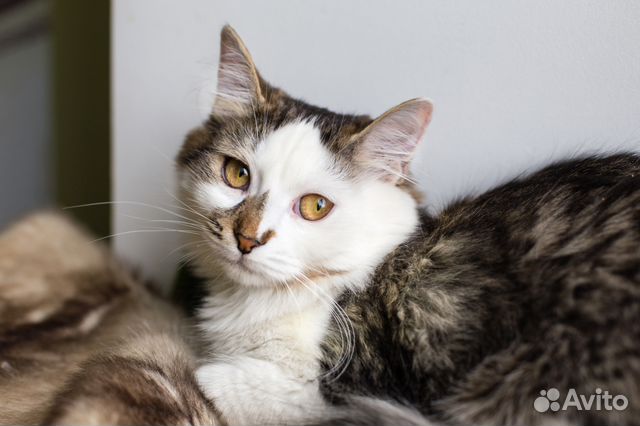 Сибирская кошечка с янтарными глазками