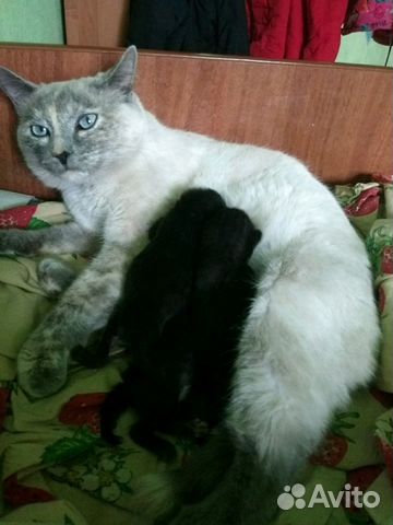 Котята,родились 28 апреля,открылись глазки,замечат