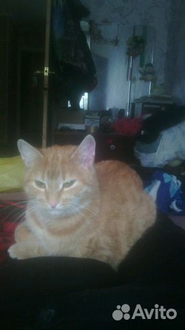 Отдам кошку зовут Мура в хорошие руки