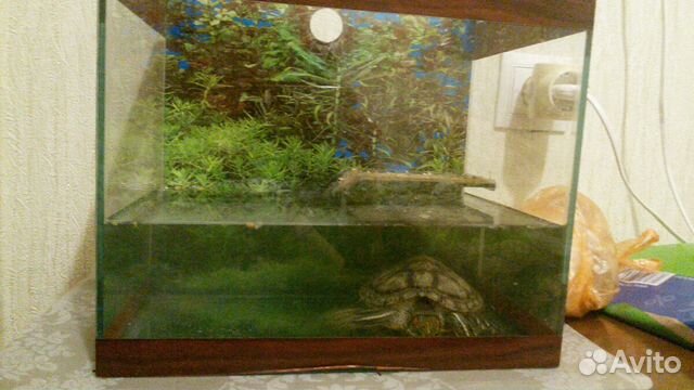 Черепаха красноухая бесплатно