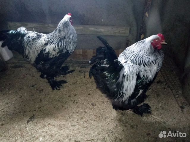 Продаются два петуха породы Брама (темная).8 мес