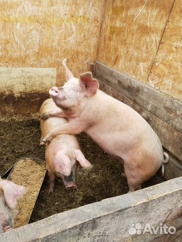 Свинья породы ландрас