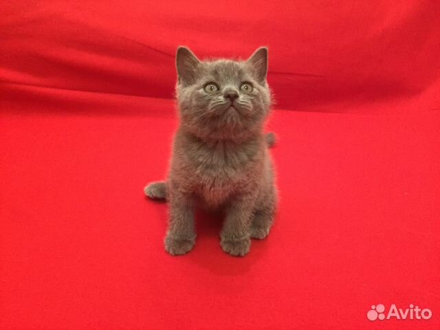 Британский котёнок классического голубого окраса