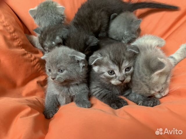 Плюшевые шотландчики