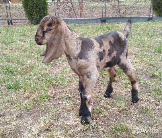 Англо-нубийский козлик 100