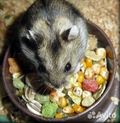Продам хомячков