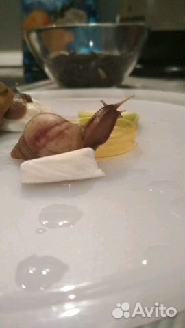 Улитка ахатина