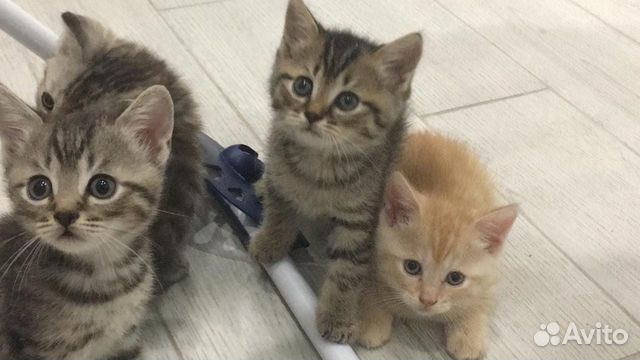 Шотландцы котята в добрые руки