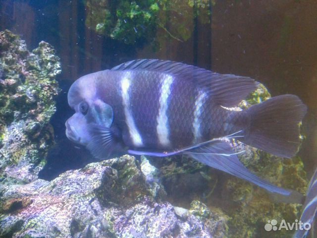 Фронтоза бурунди, малек