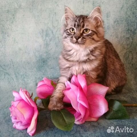 Сибирская кошечка из питомника