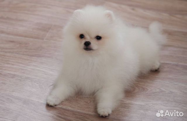 Подрощенная девочка шпица