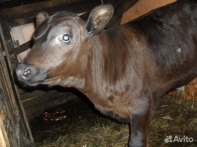Продам бычка, возраст 3 месяца