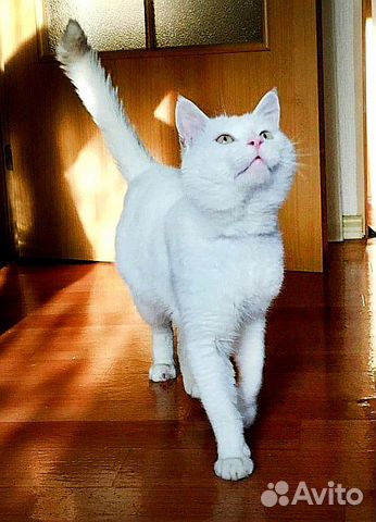 Кот Зефир в добрые руки