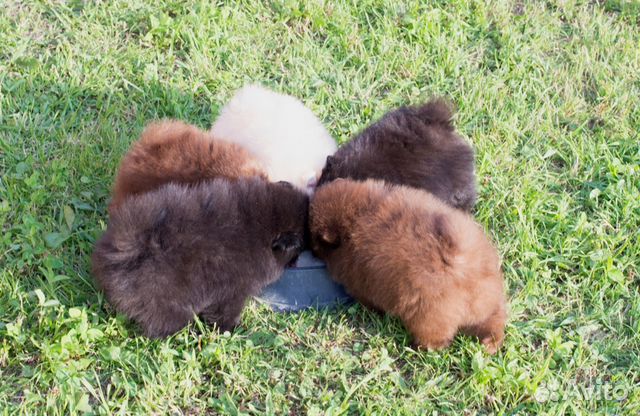 Померанский шпиц, щенки разных окрасов