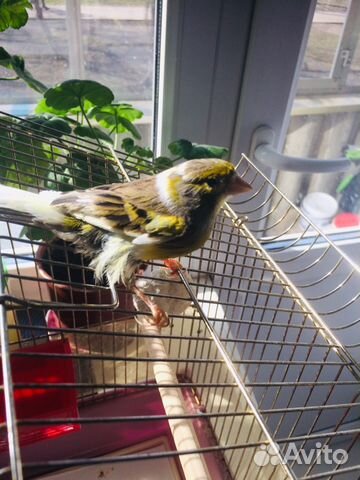 Канарейка с клеткой
