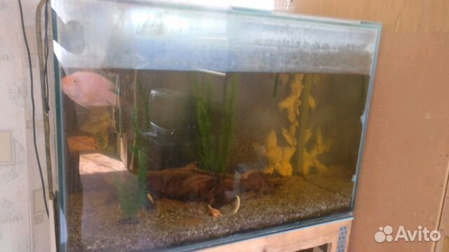 Аквариум готовый с рыбками