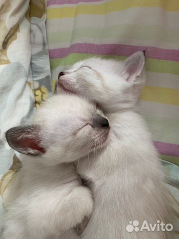 Тайские котята