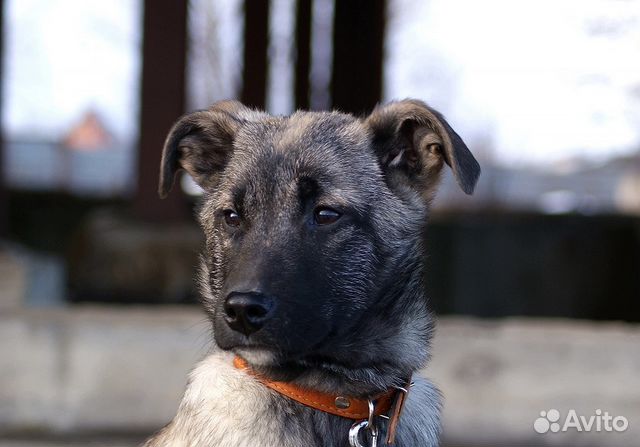 Брайтон. 5,5 мес
