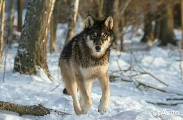 Волк, волкособы, щенки волка, волчата