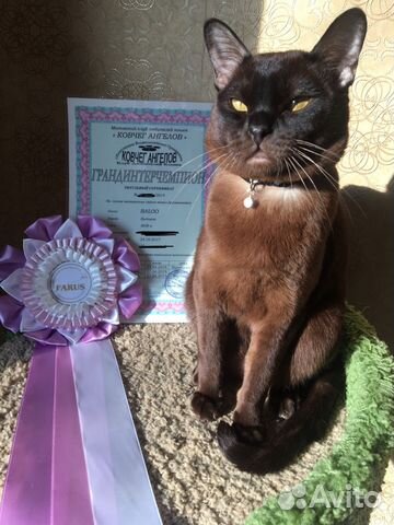 Бурманский кот. Вязка