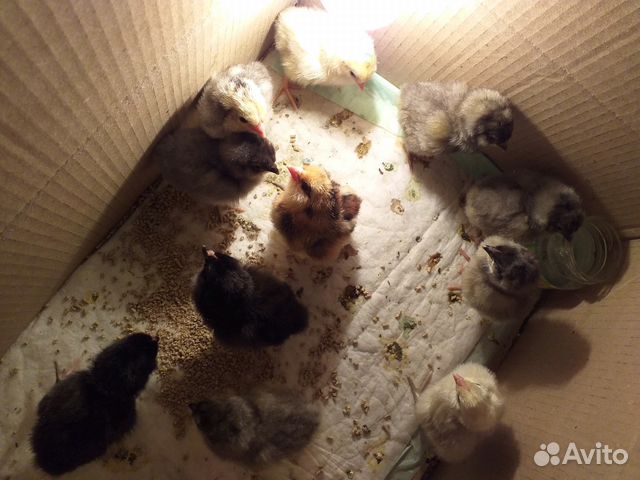 Цыплята амерауканы