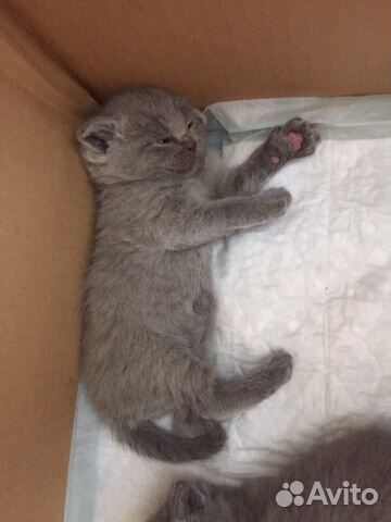 Котёнок британский