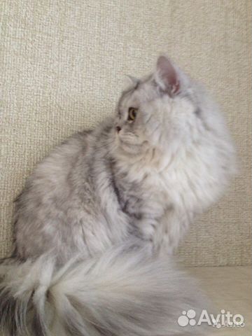 Шотландский котомуж ищет котожену)