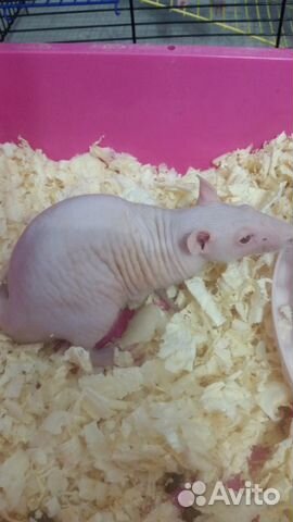 Крыса сфинкс