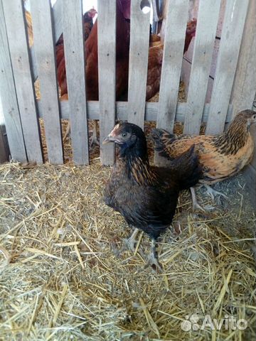 Цыплята, индюшата