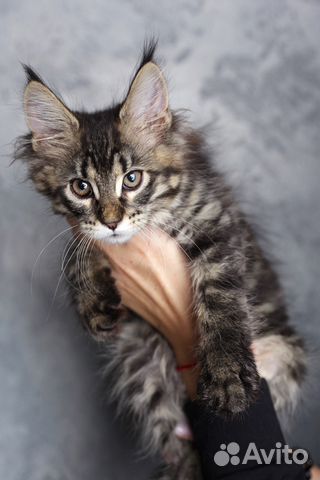 Домашний тигр, Мейнкун