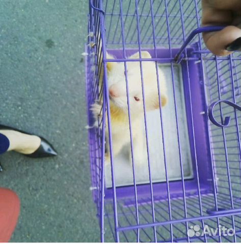 Хорёк альбинос