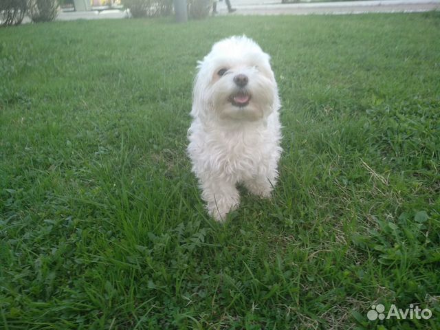 Нужен кобель для вязки мальтезе,мини