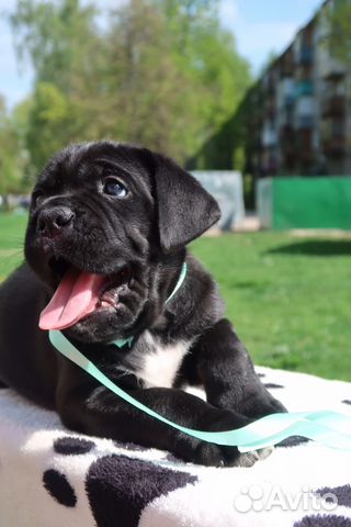 Щенки от Чемпионов породы