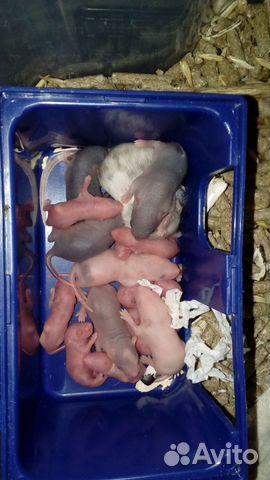 Чудесные мышата в добрые руки