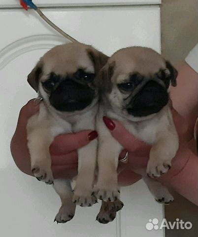Красавчики Мопсики