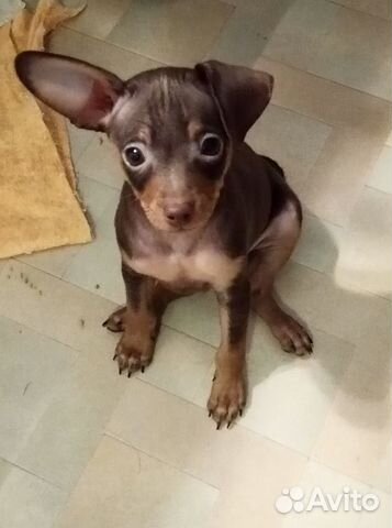 Русский той, шоколадка, щенок. РКФ