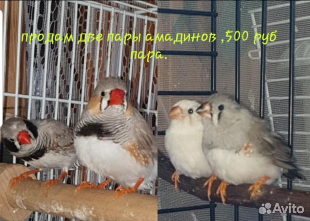 Амадины
