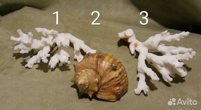 Коралл балянус и ракушка рапана