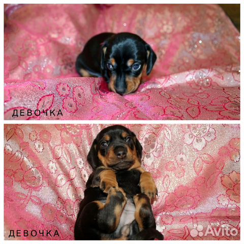 Щенки стандартной таксы