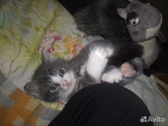 Котенок в добрые руки