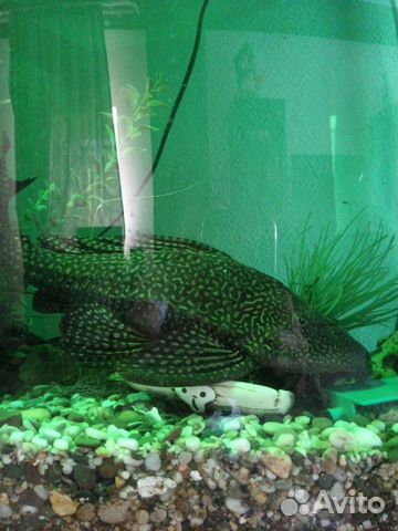 Сом парчевый