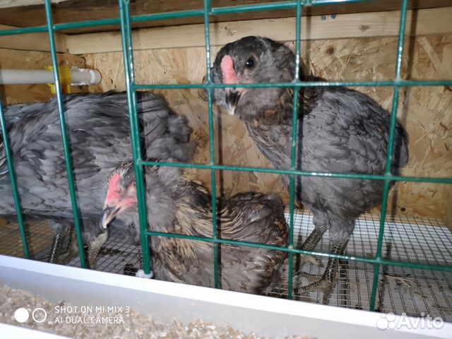 Петухи Араукан