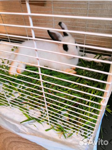 Продаётся заяц